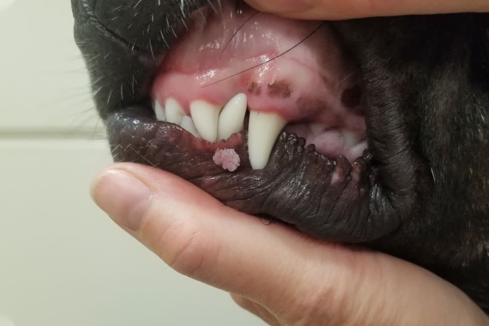 What Common Warts Look Like In Dogs Infoupdate