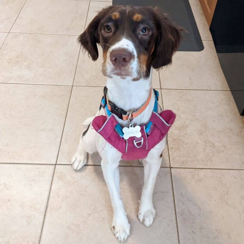Dog explains her trouble with insects | Greendale Village Vet