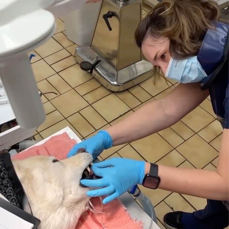 Anesthesia benefits outweigh risks | Greendale Village Vet