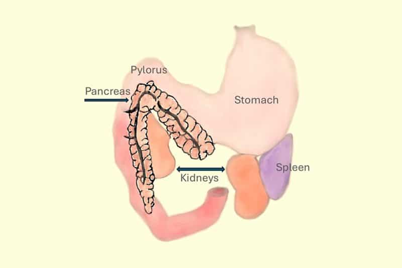 Know the symptoms of pancreatitis | Greendale Village Vet