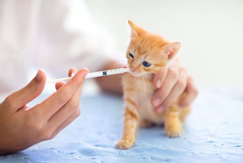 Feline Vaccination Recommendations | Greendale Village Vet