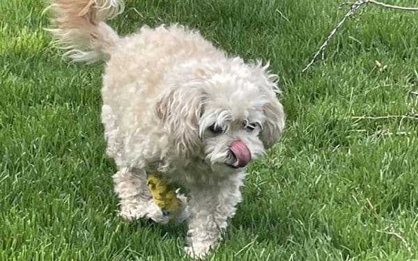 Dogs learn to overcome blindness | Greendale Village Vet